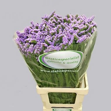 STATICE NEW HAPPY WINGS 70cm | Wholesale Dutch Flowers & Florist ...