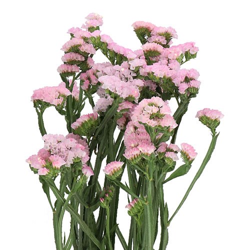STATICE PRETTY WINGS 70cm | Wholesale Dutch Flowers & Florist Supplies UK
