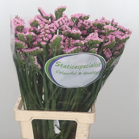 STATICE PRETTY WINGS 70cm | Wholesale Dutch Flowers & Florist Supplies UK