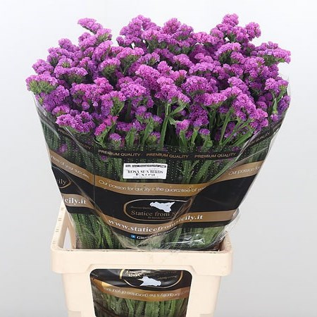 STATICE ROSA SUN BIRDS 70cm | Wholesale Dutch Flowers & Florist Supplies UK