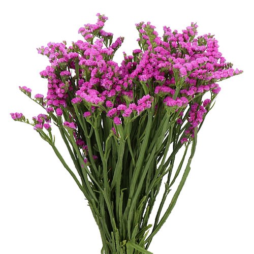 STATICE ROSA SUN BIRDS 70cm | Wholesale Dutch Flowers & Florist Supplies UK