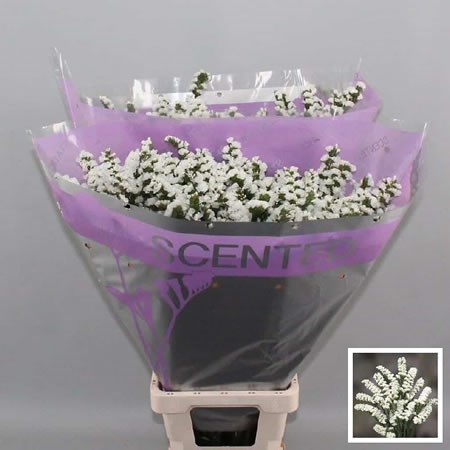 STATICE SILVERY SUN BIRDS 70cm | Wholesale Dutch Flowers & Florist ...