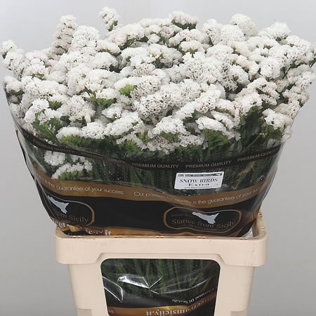 STATICE SNOW BIRDS 70cm | Wholesale Dutch Flowers & Florist Supplies UK
