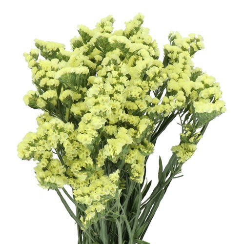 STATICE STAR EZE 70cm | Wholesale Dutch Flowers & Florist Supplies UK