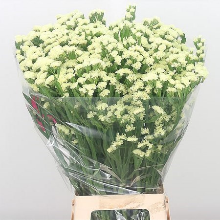 STATICE STARLIGHT WINGS 70cm | Wholesale Dutch Flowers & Florist ...