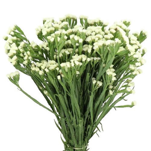 STATICE STARLIGHT WINGS 70cm | Wholesale Dutch Flowers & Florist ...