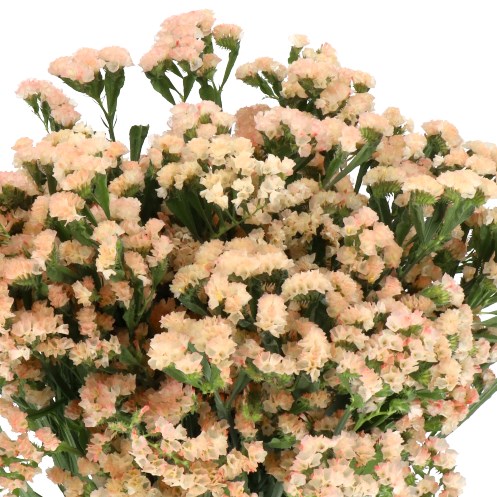 STATICE SWEET APRICOT 70cm | Wholesale Dutch Flowers & Florist Supplies UK