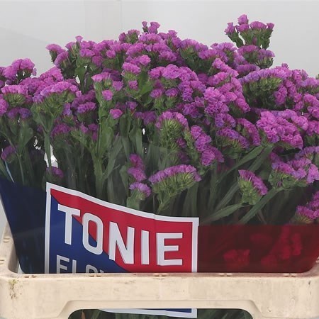 STATICE SWEET WINGS 70cm | Wholesale Dutch Flowers & Florist Supplies UK