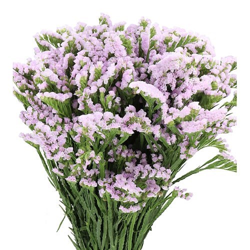 STATICE TESSA LAVENDER 70cm | Wholesale Dutch Flowers & Florist Supplies UK