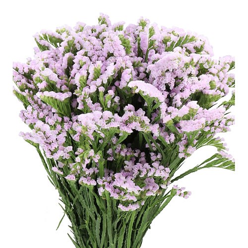 STATICE TESSA LAVENDER 70cm | Wholesale Dutch Flowers & Florist Supplies UK