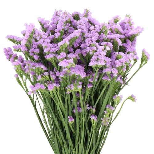 STATICE TESSA MALVA 70cm | Wholesale Dutch Flowers & Florist Supplies UK