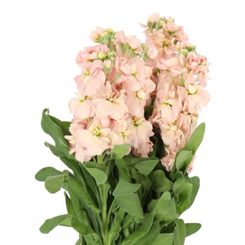 STOCKS AIDA APRICOT 60cm | Wholesale Dutch Flowers & Florist Supplies UK