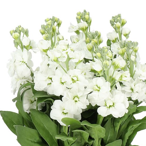 STOCKS AIDA WHITE 60cm | Wholesale Dutch Flowers & Florist Supplies UK
