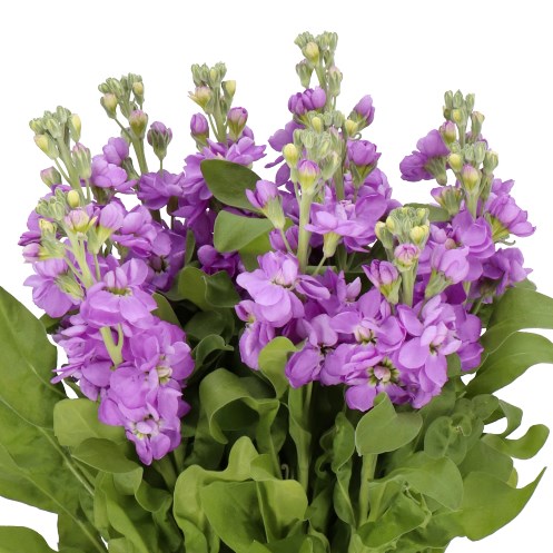 STOCKS CENTUM LAVENDER 55cm | Wholesale Dutch Flowers & Florist Supplies UK