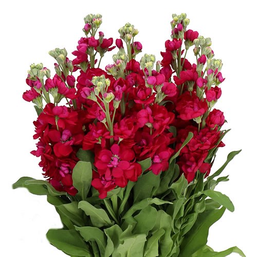 STOCKS CENTUM RED 55cm | Wholesale Dutch Flowers & Florist Supplies UK