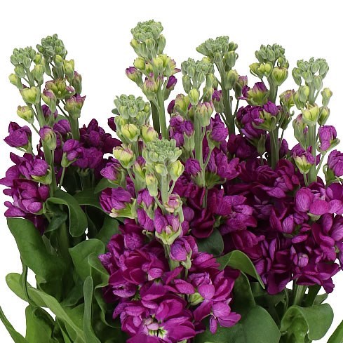 STOCKS DEBORA 55cm | Wholesale Dutch Flowers & Florist Supplies UK