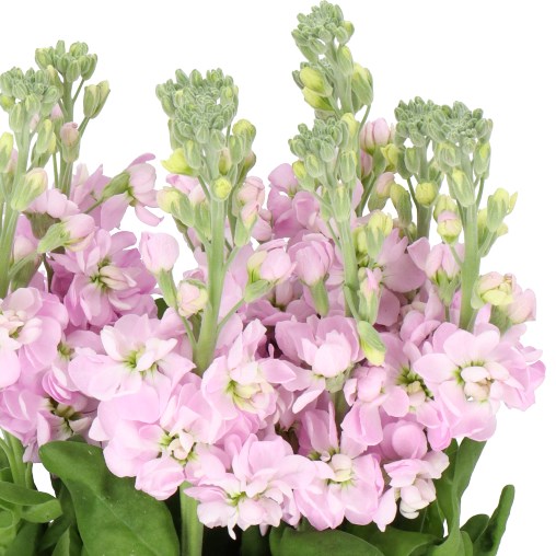 STOCKS FIGARO LIGHT PINK 60cm | Wholesale Dutch Flowers & Florist ...