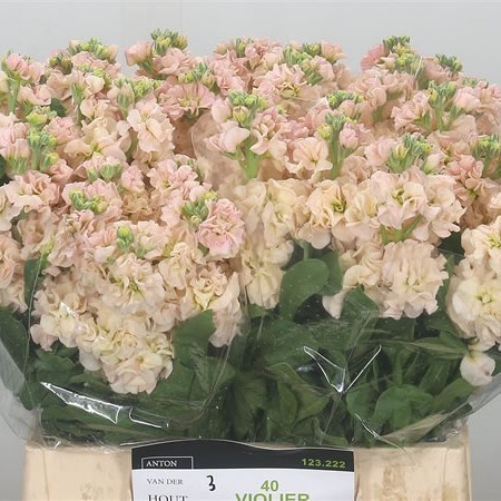 STOCKS IRON APRICOT 60cm | Wholesale Dutch Flowers & Florist Supplies UK