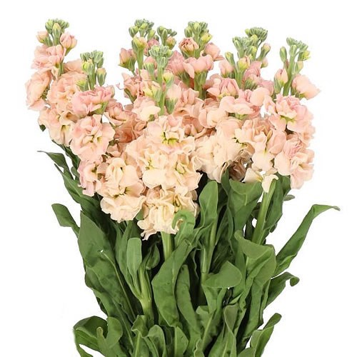STOCKS IRON APRICOT 65cm | Wholesale Dutch Flowers & Florist Supplies UK