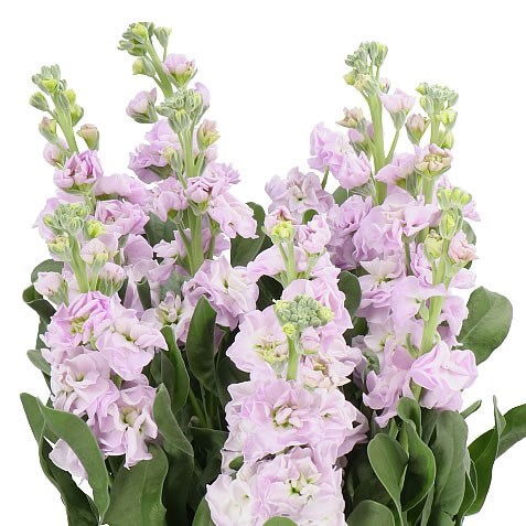 STOCKS IRON MARINE 70cm | Wholesale Dutch Flowers & Florist Supplies UK