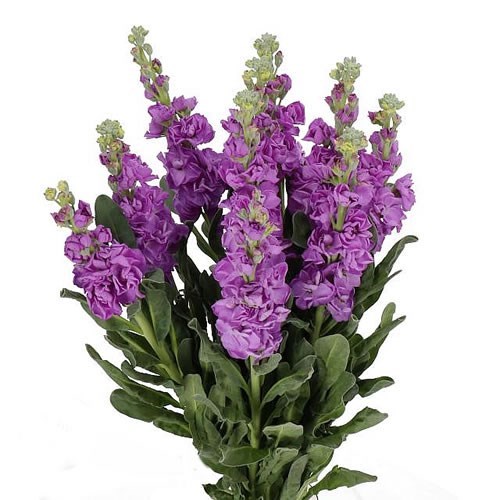 STOCKS MATHILDA LAVENDER 60cm | Wholesale Dutch Flowers & Florist Supplies UK