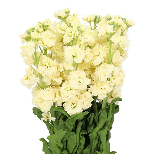 STOCKS YELLOW 55cm | Wholesale Dutch Flowers & Florist Supplies UK