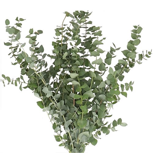 EUCALYPTUS STUARTIANA 70cm | Wholesale Dutch Flowers & Florist Supplies UK