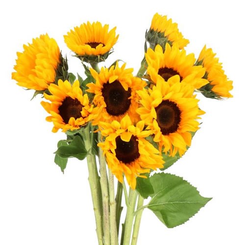 SUNFLOWERS SOLANO ORANGE 80cm | Wholesale Dutch Flowers & Florist ...