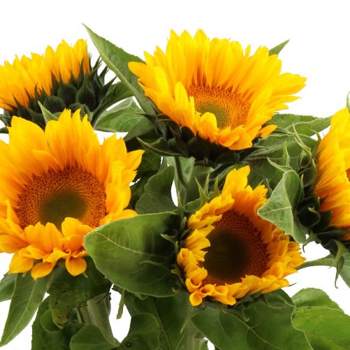 SUNFLOWERS SUNRICH GOLD 80cm | Wholesale Dutch Flowers & Florist ...