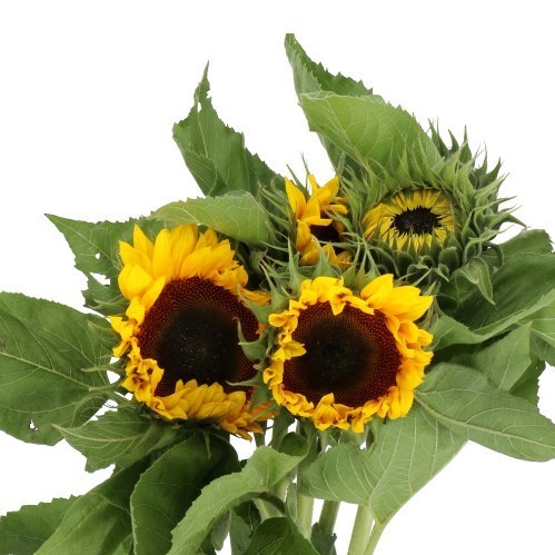 SUNFLOWERS SUNRICH ORANGE 75cm | Wholesale Dutch Flowers & Florist ...