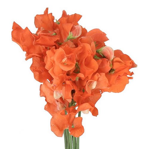 SWEET PEAS MARJAN ORANGE 50cm | Wholesale Dutch Flowers & Florist ...