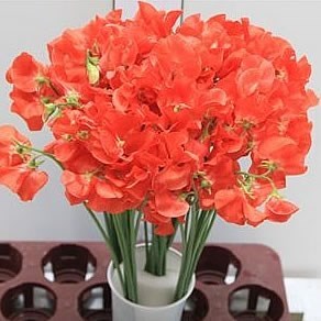 SWEET PEAS ORANGE 35cm | Wholesale Dutch Flowers & Florist Supplies UK