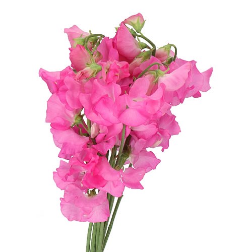 SWEET PEAS WINTER SUNSHINE ROSE 50cm | Wholesale Dutch Flowers ...