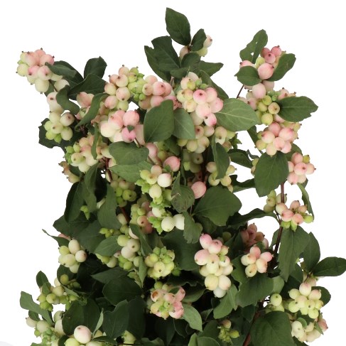 SYMPHORICARPOS MAGICAL MANDY 40cm | Wholesale Dutch Flowers & Florist ...