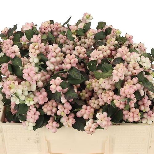 SYMPHORICARPOS MAGICAL MANDY 50cm | Wholesale Dutch Flowers & Florist ...