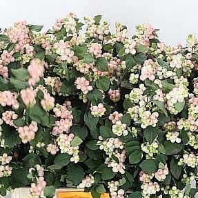 SYMPHORICARPOS MAGICAL MANDY 70cm | Wholesale Dutch Flowers & Florist ...