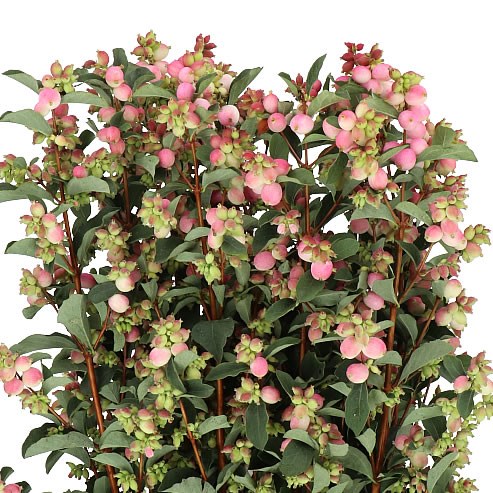 SYMPHORICARPOS MAGICAL PINK FALLS 50cm | Wholesale Dutch Flowers ...