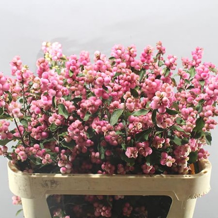 SYMPHORICARPOS MAGICAL RUBY FALL 70cm | Wholesale Dutch Flowers ...