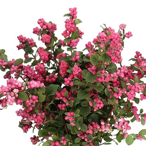 SYMPHORICARPOS MAGICAL RUBY GIANT 55cm | Wholesale Dutch Flowers ...