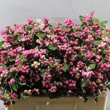 SYMPHORICARPOS MAGICAL RUBY GIANT 60cm | Wholesale Dutch Flowers ...