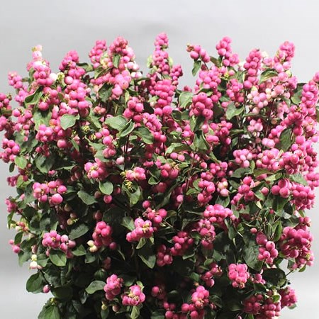 SYMPHORICARPOS MAGICAL TEMPTATION 70cm | Wholesale Dutch Flowers ...