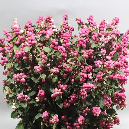 SYMPHORICARPOS MAGICAL TEMPTATION 80cm | Wholesale Dutch Flowers ...