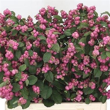 SYMPHORICARPOS MAGICAL TREASURE 40cm | Wholesale Dutch Flowers ...