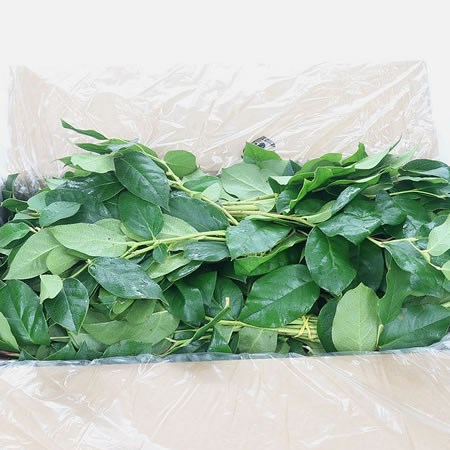 Salal Tips Mini (Mount Helen) 30cm | Wholesale Dutch Flowers & Florist ...
