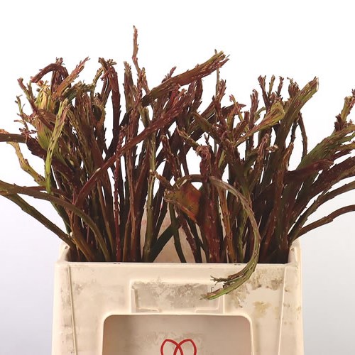 Salix Band Willow 100cm | Wholesale Dutch Flowers & Florist Supplies UK