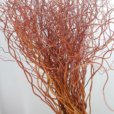 Salix (Willow) Golden Curls 130cm | Wholesale Dutch Flowers & Florist ...