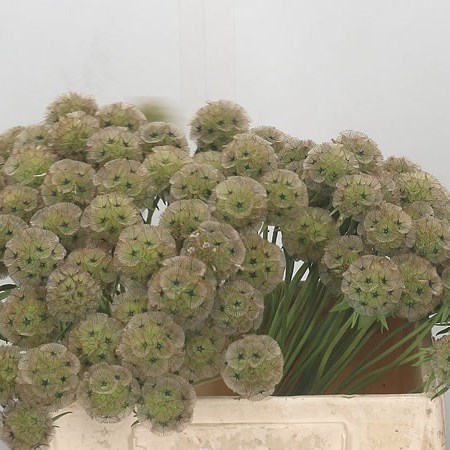 Scabious Stellata 35cm | Wholesale Dutch Flowers & Florist Supplies UK