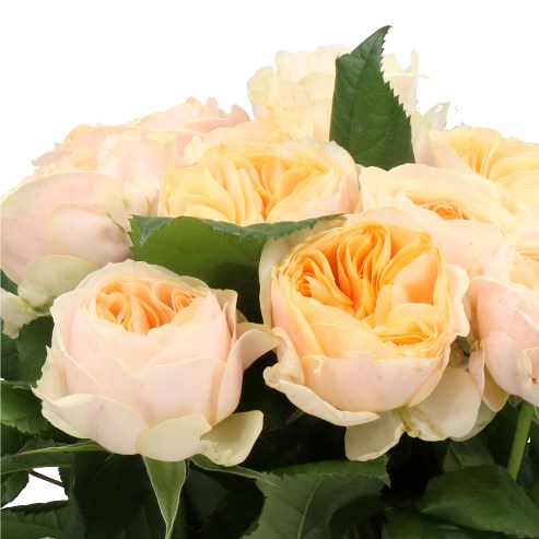 Garden ROSE FREYA GARDENS 60cm | Wholesale Dutch Flowers & Florist ...