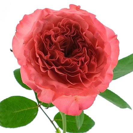 Garden ROSE GARDEN CORAL REEVA 50cm | Wholesale Dutch Flowers & Florist ...