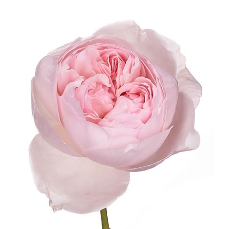 Garden ROSE GARDEN PEONY PINK 50cm | Wholesale Dutch Flowers & Florist ...